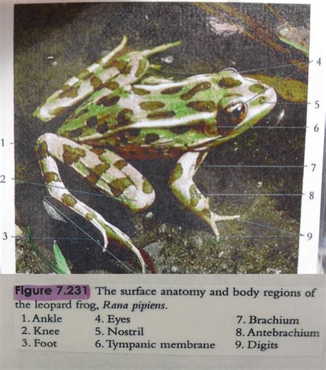 Image result for Female Frog Dissection