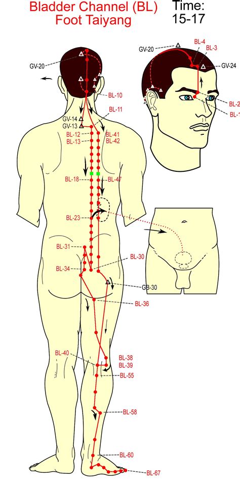 Image result for Bladder Channel TCM