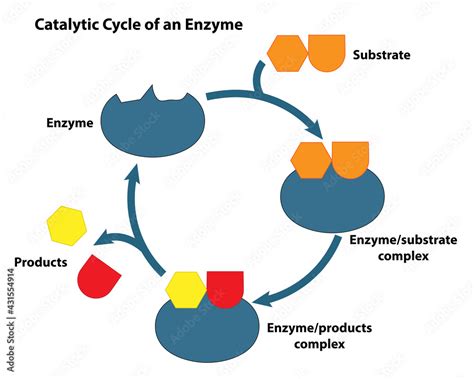 Image result for Substrate Reactions