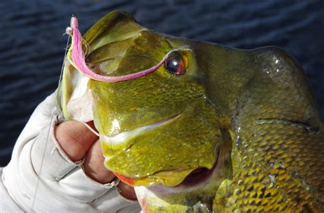 Image result for Clouser Minnow Tying Tutorial