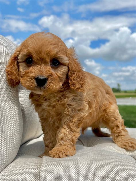 Image result for Sheltie Cavapoo Puppy