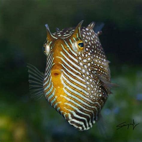 Image result for Electrical Fish