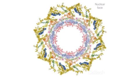 Image result for Model of Nuclear Pore Complex