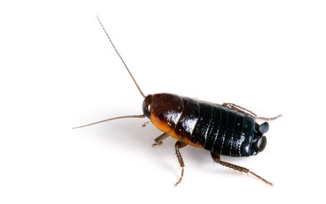 Image result for Types of Cockroaches Images