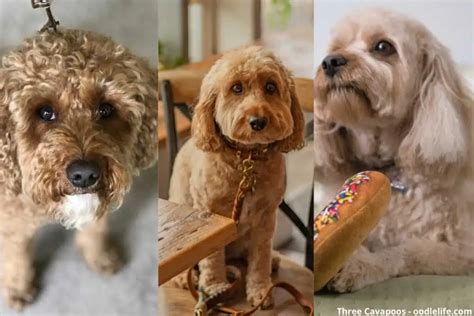 Image result for Male Cavapoo