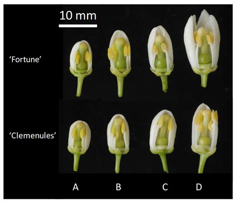 Image result for Examples of Self Pollination