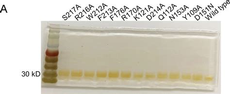 Image result for Exonuclease Function