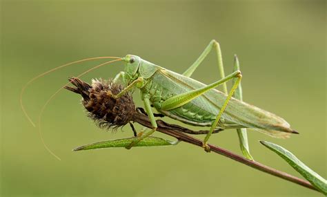 Image result for Cricket Insect Identification