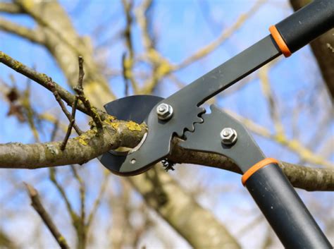Image result for Tree Lopper Lift
