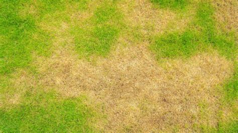 Image result for Rust Game How to Remove Grass