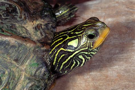 Image result for Northern Map Turtle Life Cycle