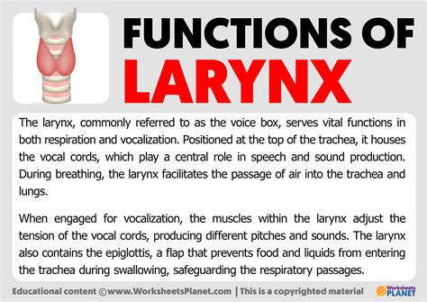 Image result for Larynx Function