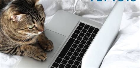 Image result for Remote Control Pets