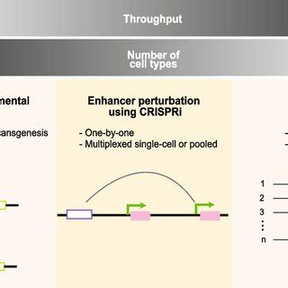 Image result for Enhancer Types