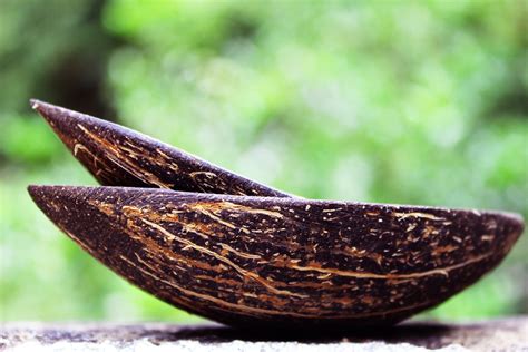 Image result for Coconut Shell Models