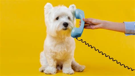 Image result for How Dogs Communicate with People