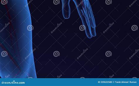 Image result for Heart Pumping Animation