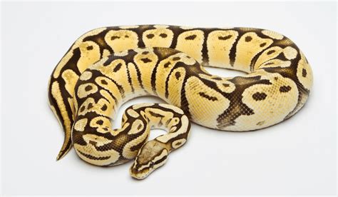 Image result for Regular Ball Python
