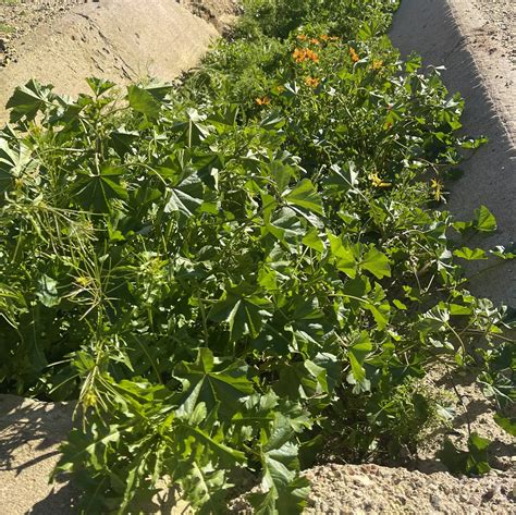 Image result for Weed Control Service