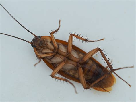 Image result for Cockroach On Its Back
