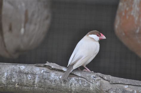 Image result for Faun Java Sparrow