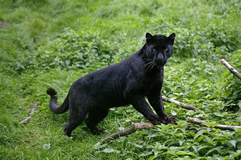 Image result for Bobcat vs Python