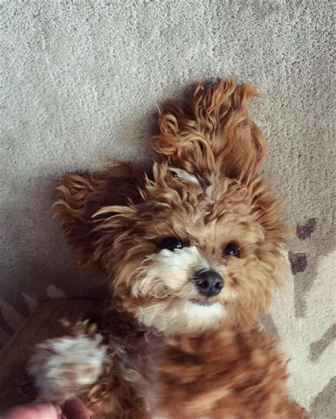 Image result for Cavapoochon Puppy