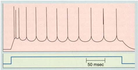 Image result for Innate Rhythmic Movements