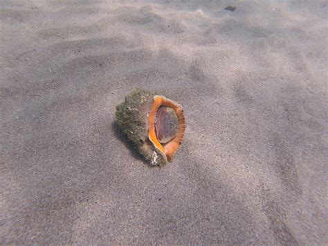 Image result for GoPro Hero 4 Session