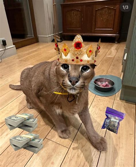 Image result for Fall Guys Pumba