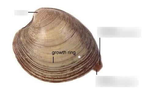 Image result for Clam Dissection