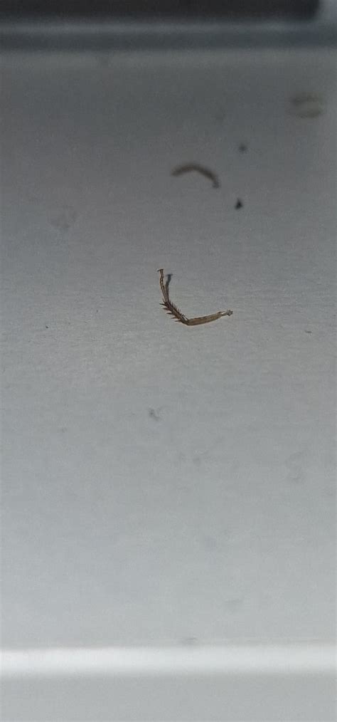 Image result for Cockroach Legs