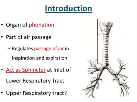Image result for Larynx Function