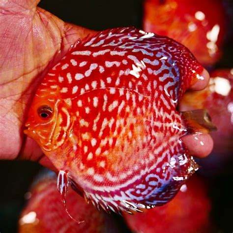 Image result for Red Rafflesia Discus