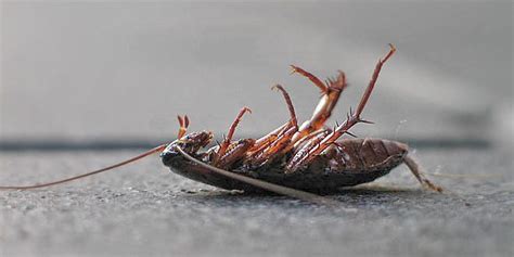 Image result for NYC Cockroach