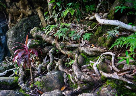 Image result for Tree Root Pattern