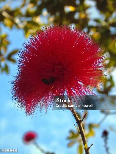 Image result for Red Powder Puff Tree