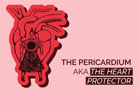 Image result for Heart Protector Channel TCM