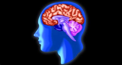 Image result for Brain Learning Sleep