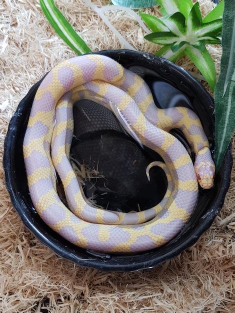 Image result for Container Snake Loading Method