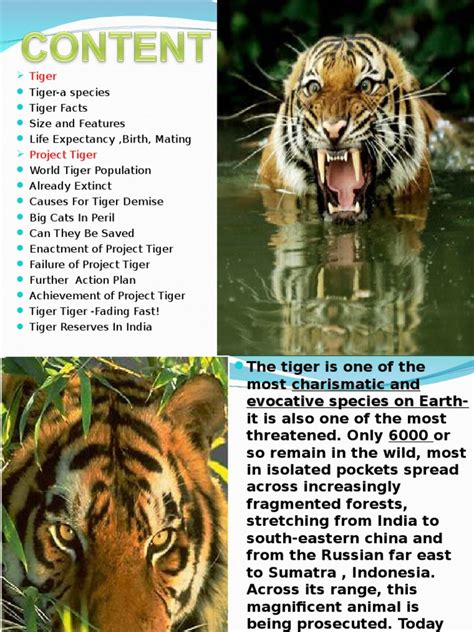 Image result for Tiger Solft Program