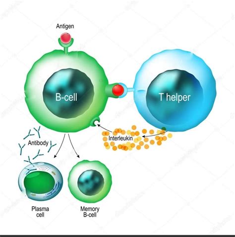 Image result for Lymphs Absolute High Count