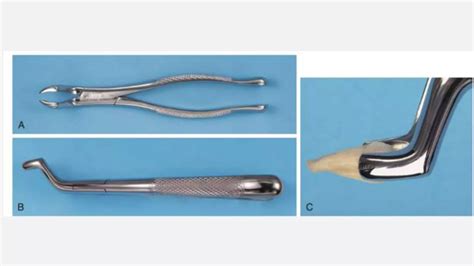 Image result for Principles of Tooth Extraction