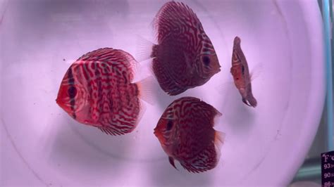 Image result for Red Tiger Discus
