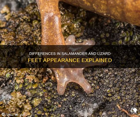 Image result for Lizard Feet