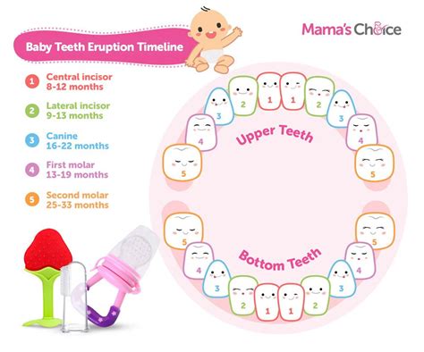 Image result for Teething Chart