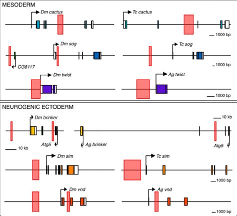 Image result for Enhancer Types