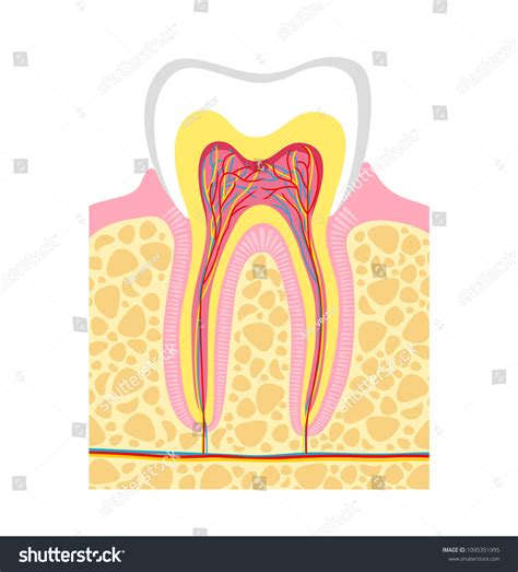 Image result for Human Tooth Structure