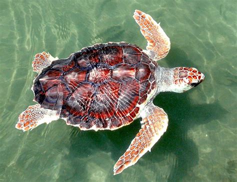 Image result for Sea Turtle Types
