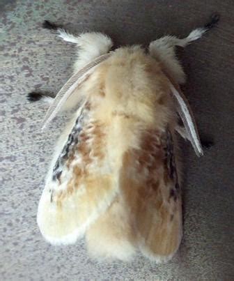 Image result for ASP Tree